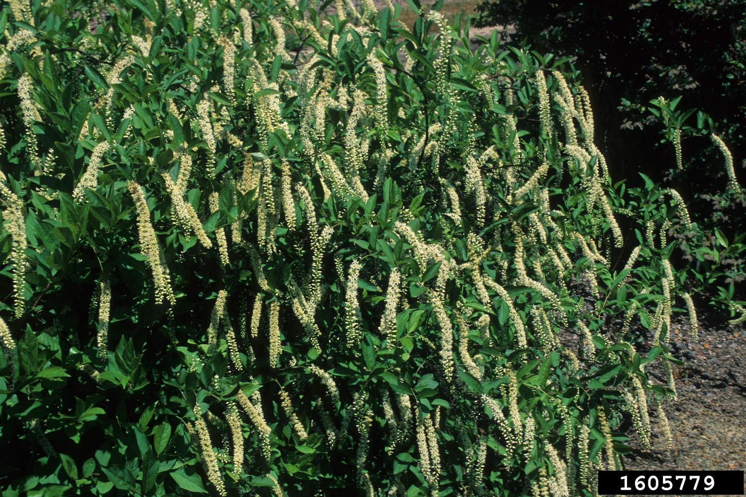 Virginia sweetspire (Itea virginica)