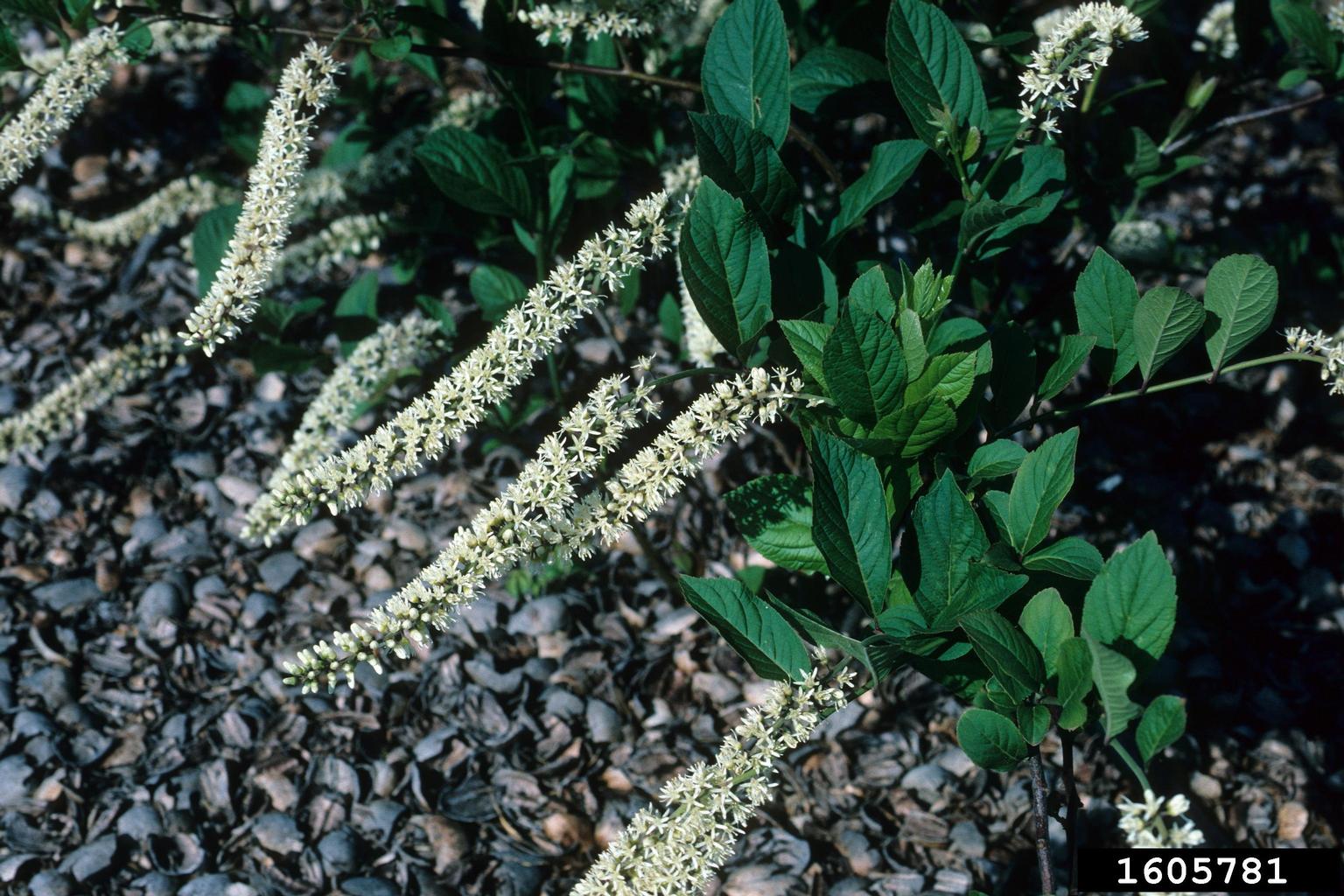 Virginia sweetspire (Itea virginica L.)