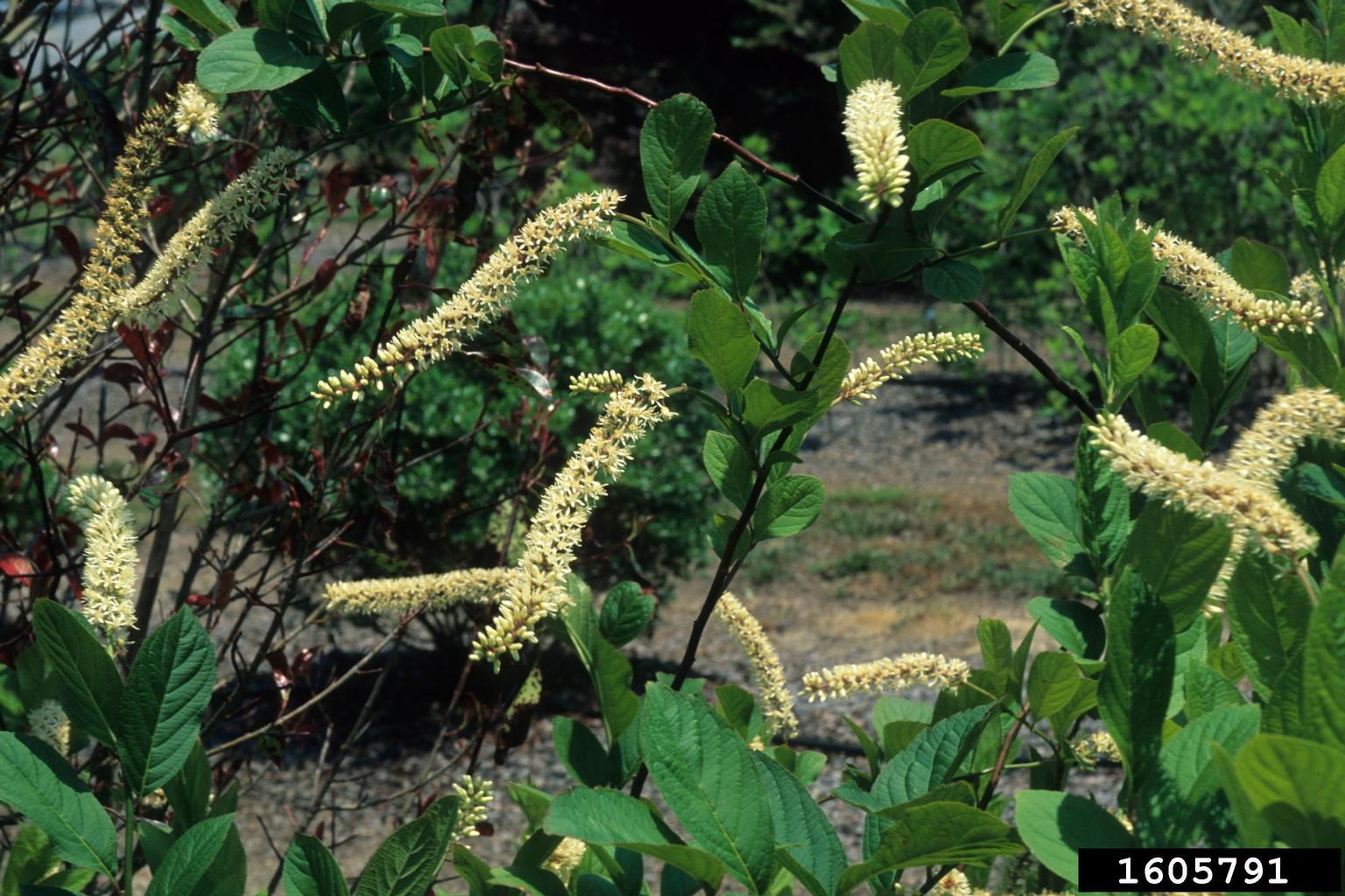 Virginia sweetspire (Itea virginica)