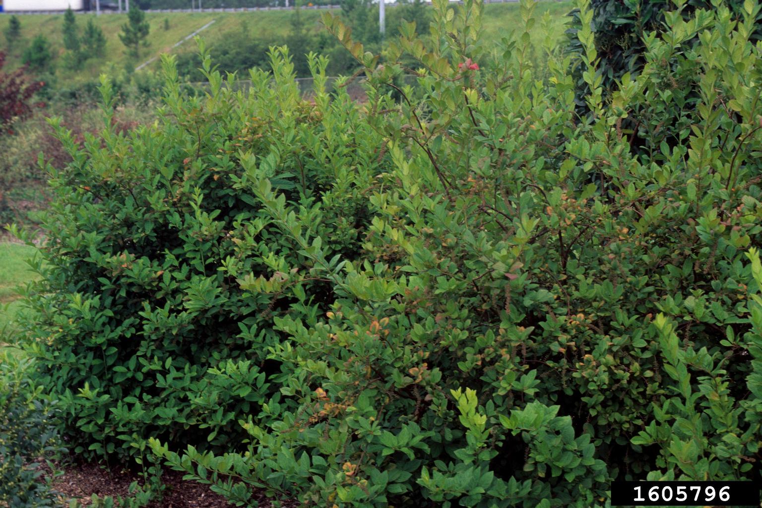 Virginia sweetspire (Itea virginica)