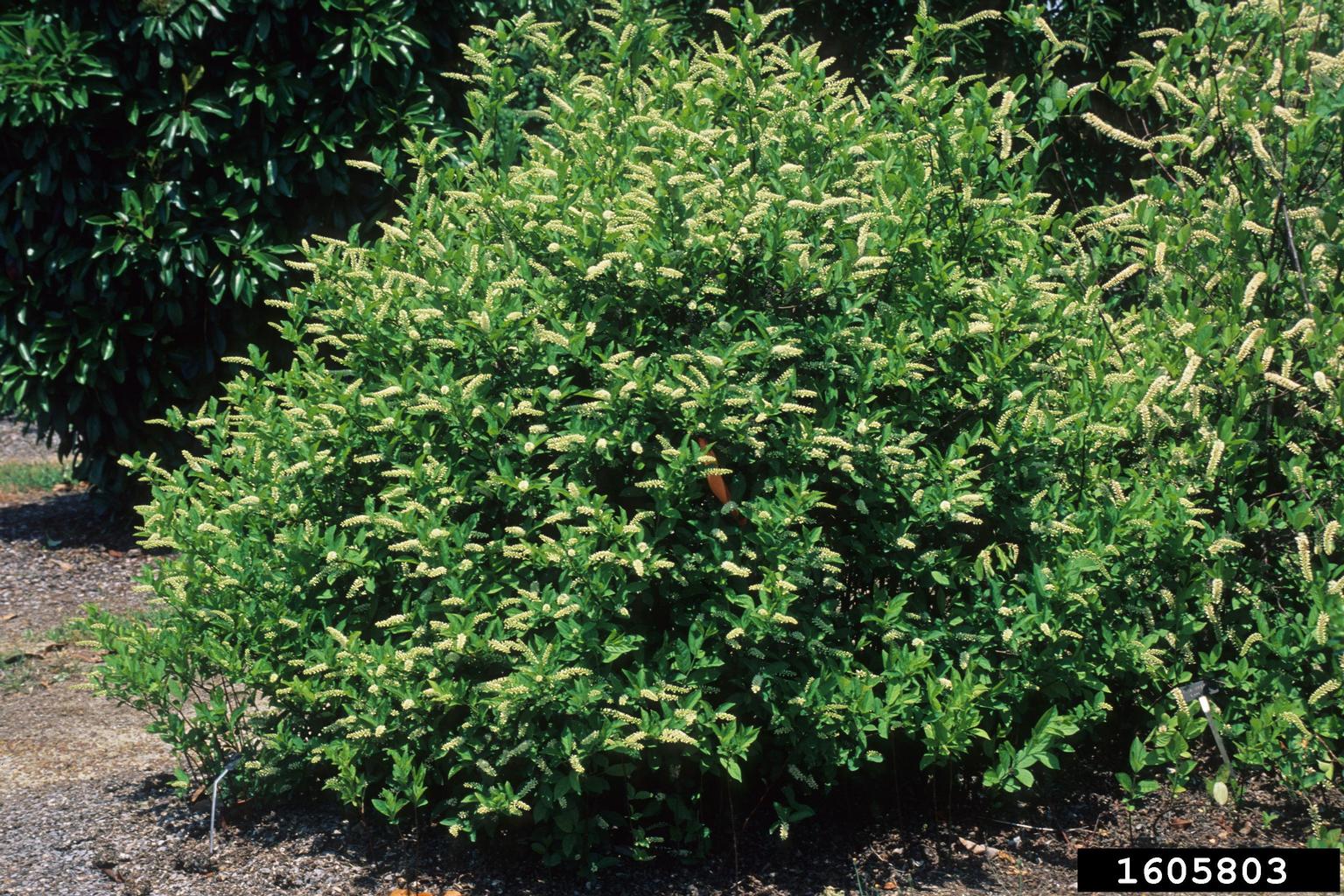 Virginia sweetspire (Itea virginica L.)