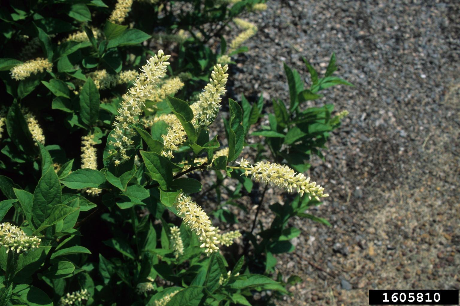 Virginia sweetspire (Itea virginica)