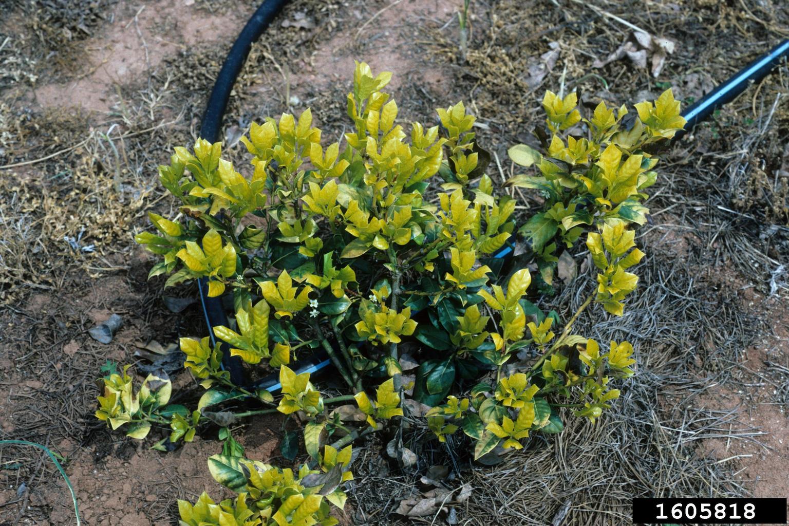 Nellie R. Steves holly (Ilex 'Nellie R. Stevens')
