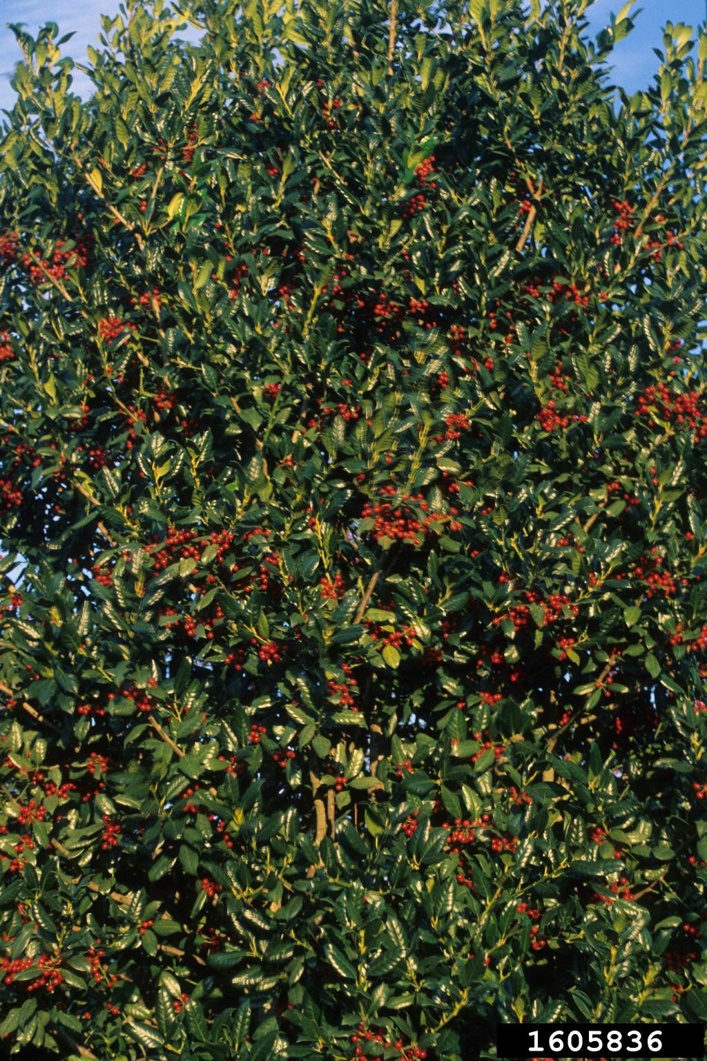 Nellie R. Steves holly (Ilex 'Nellie R. Stevens')