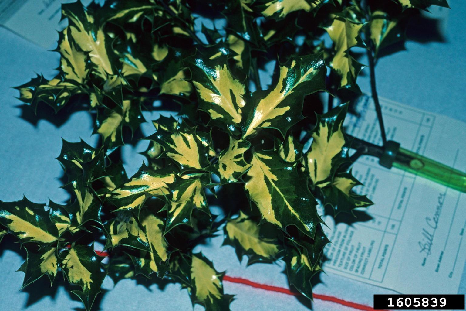 English holly (Ilex aquifolium L.)