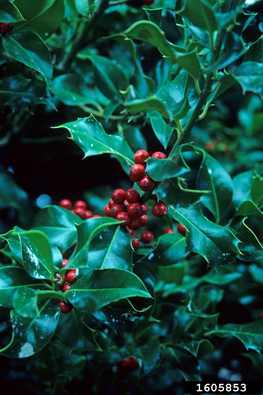 English holly (Ilex aquifolium L.)