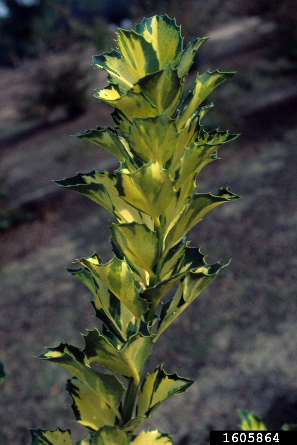 English holly (Ilex aquifolium)