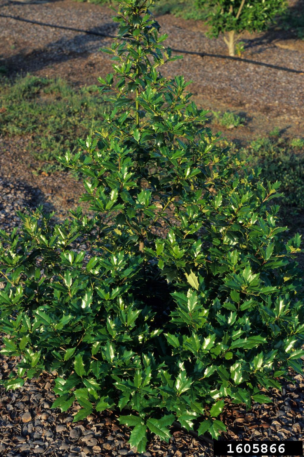 English holly (Ilex aquifolium)