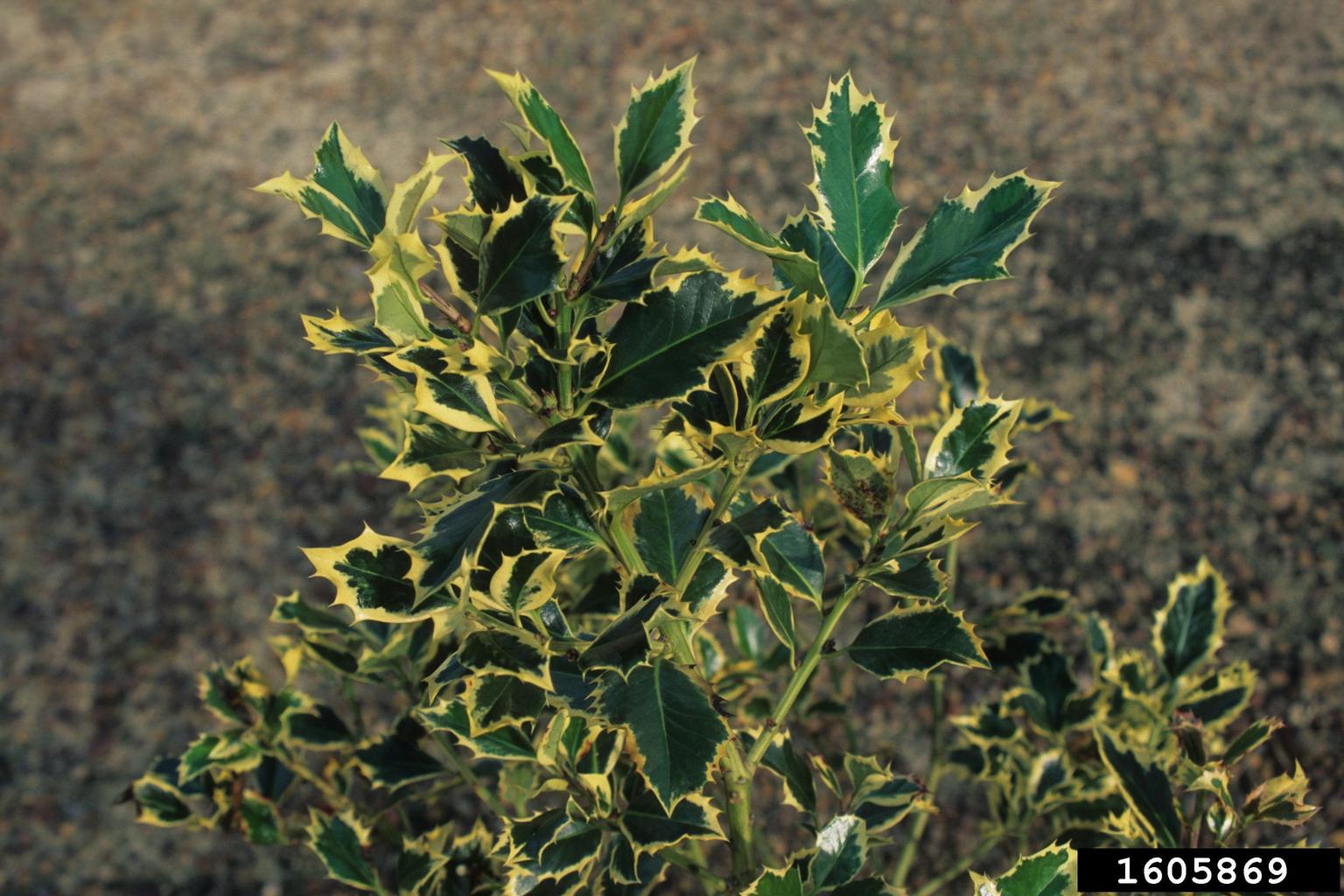 English holly (Ilex aquifolium L.)