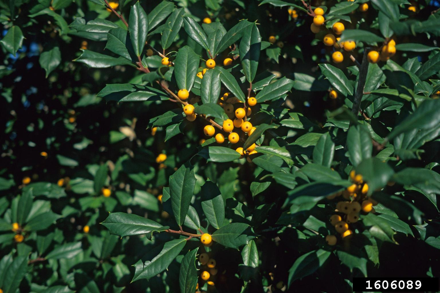 topel holly (Ilex x attenuata)