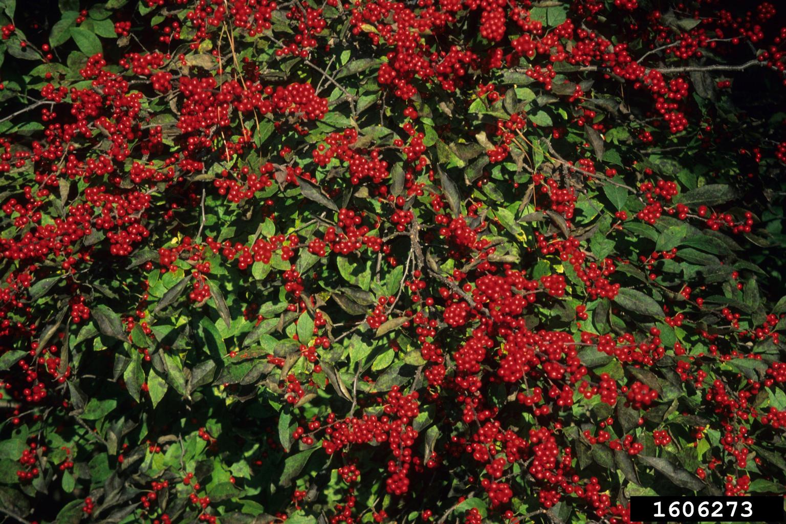 holly (Genus Ilex L.)