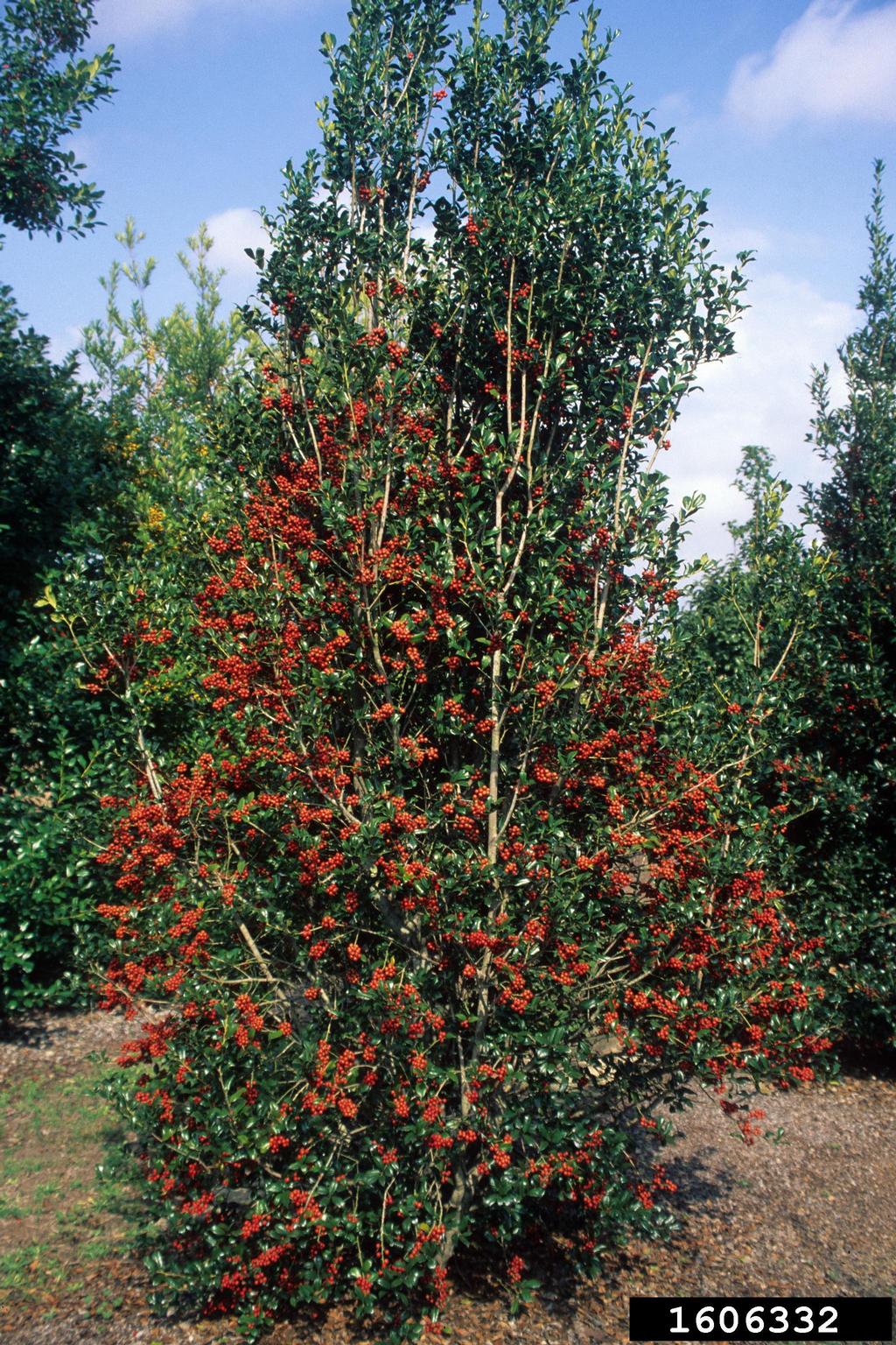 holly (Genus Ilex)