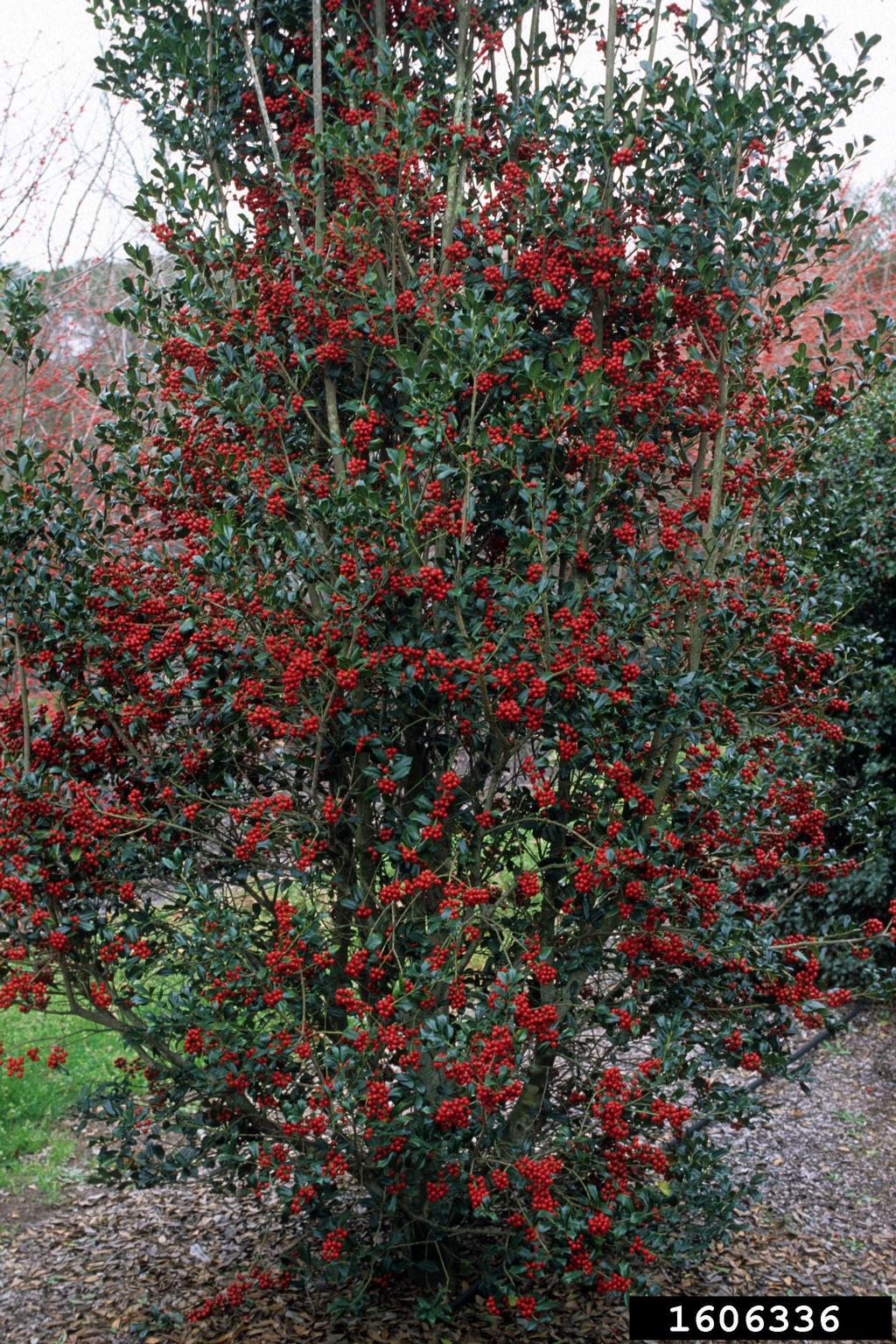 holly (Genus Ilex L.)