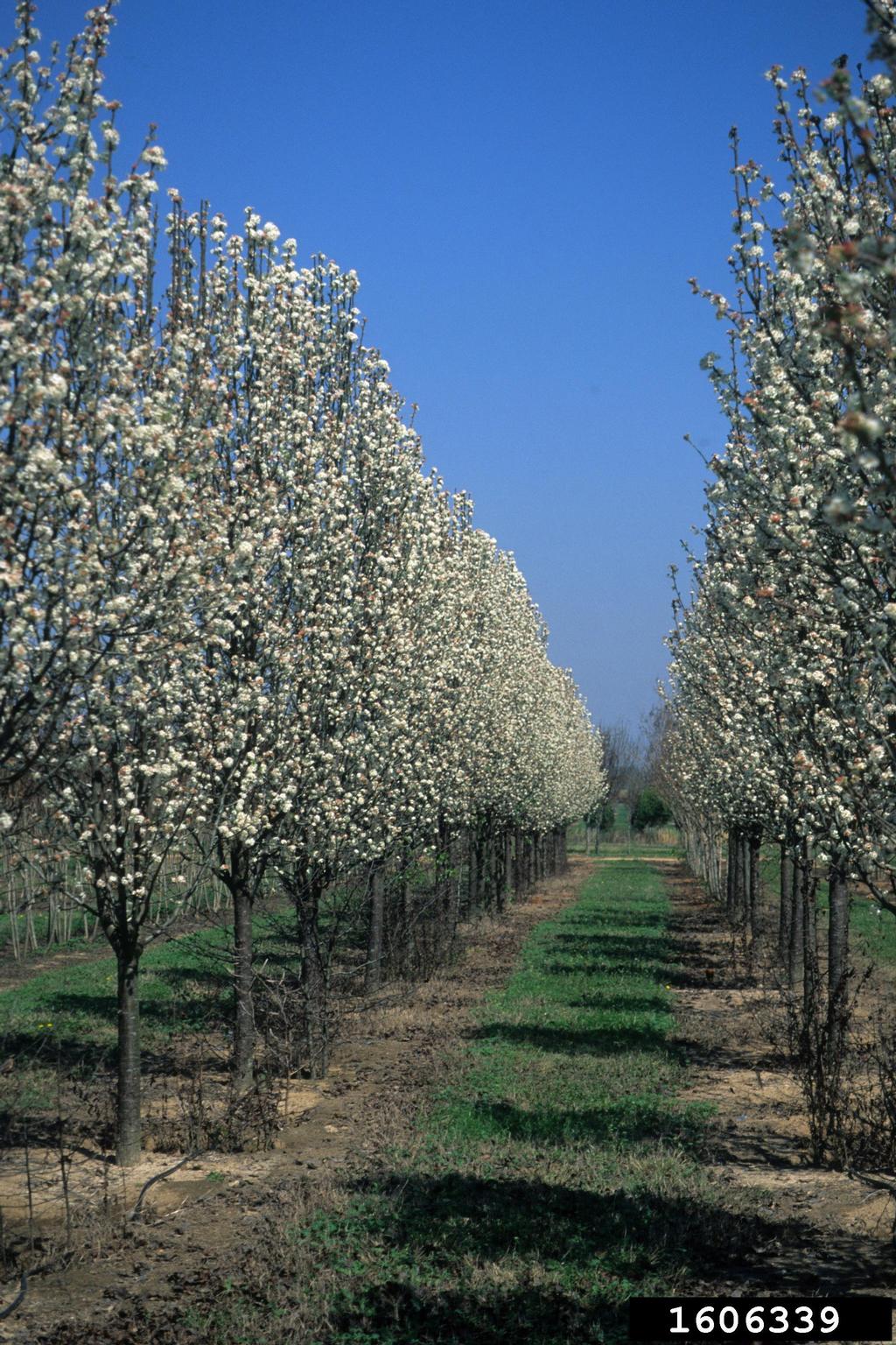 Callery pear (Bradford pear) (Pyrus calleryana)