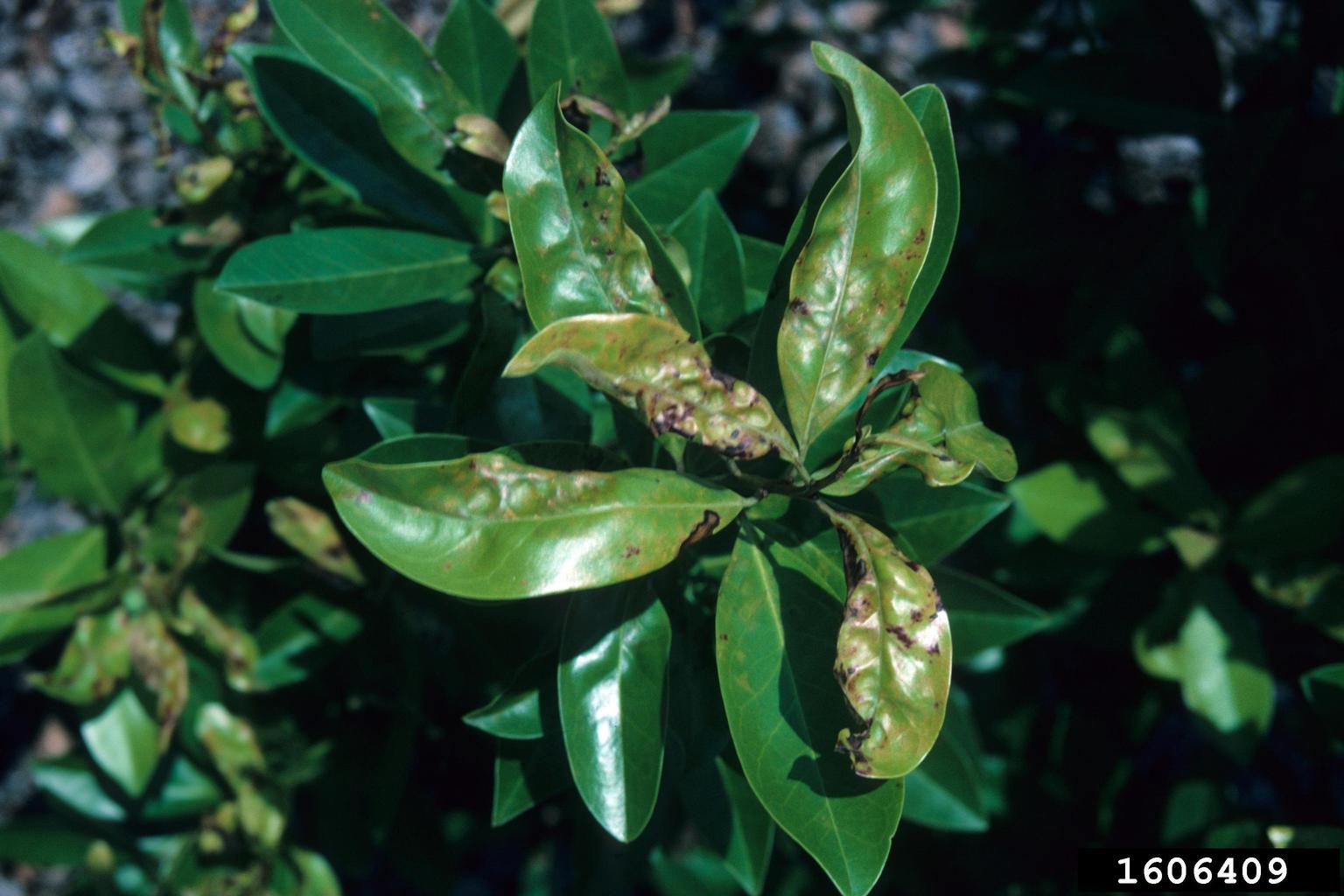 spittlebugs or froghoppers (family Cercopidae) (Family Cercopidae)
