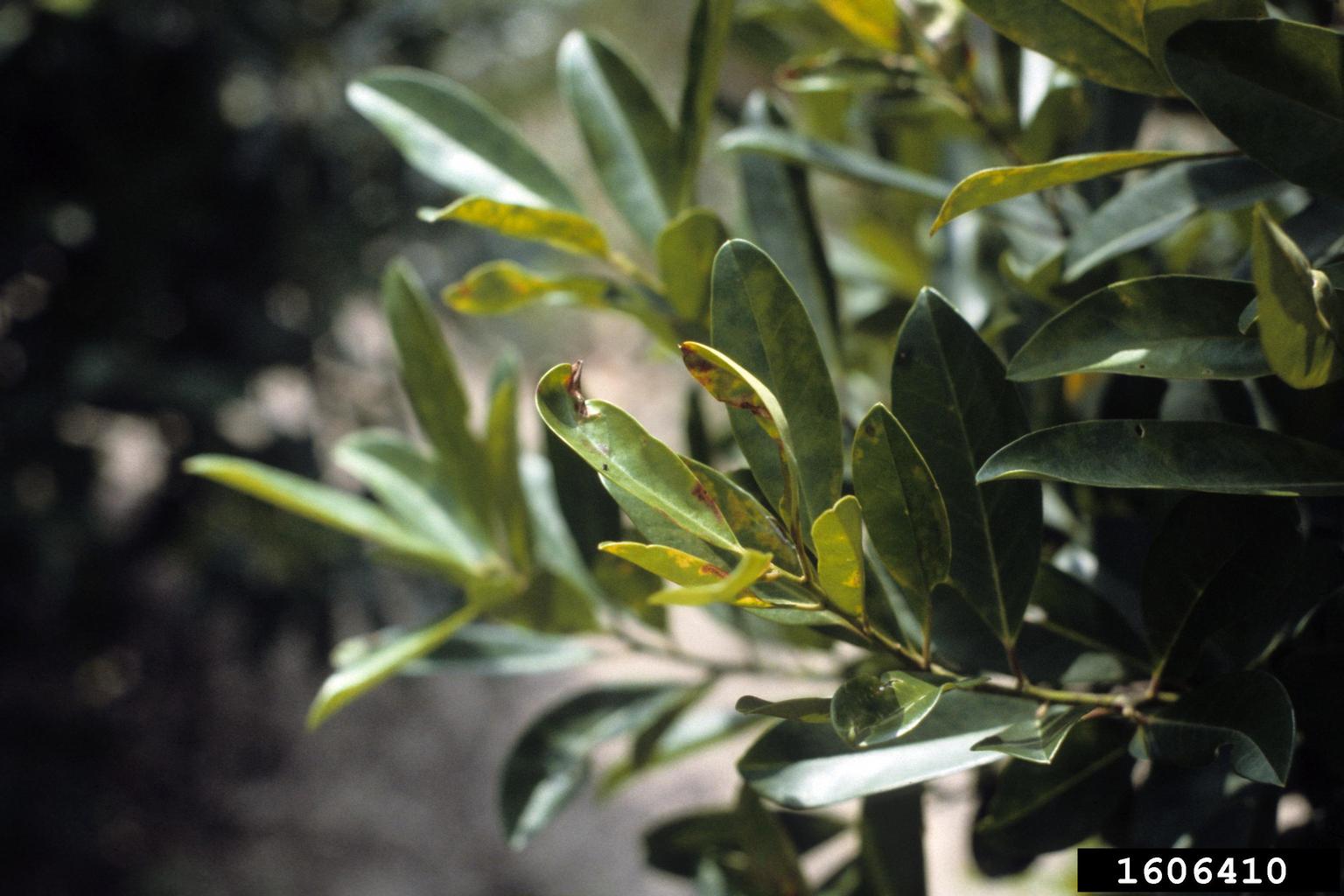 spittlebugs or froghoppers (family Cercopidae) on dahoon (Ilex cassine ...