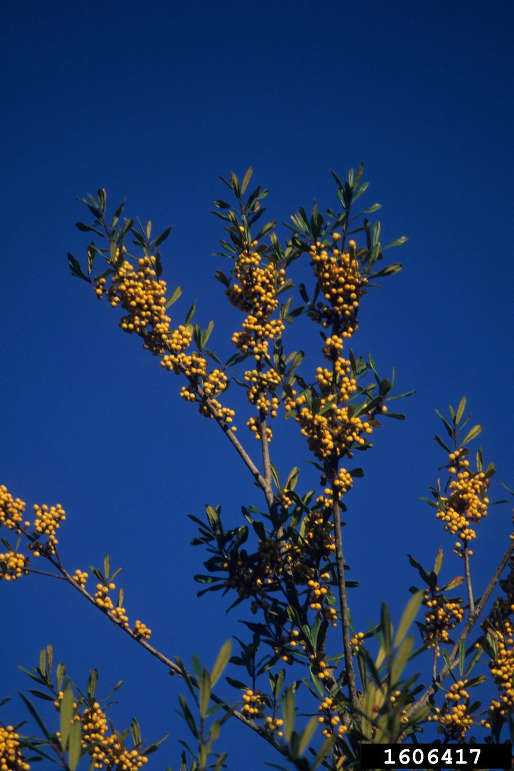 dahoon (Ilex cassine)