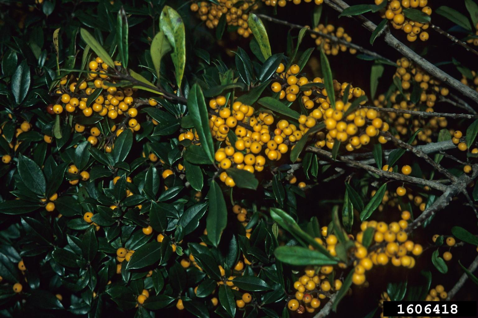 dahoon (Ilex cassine)