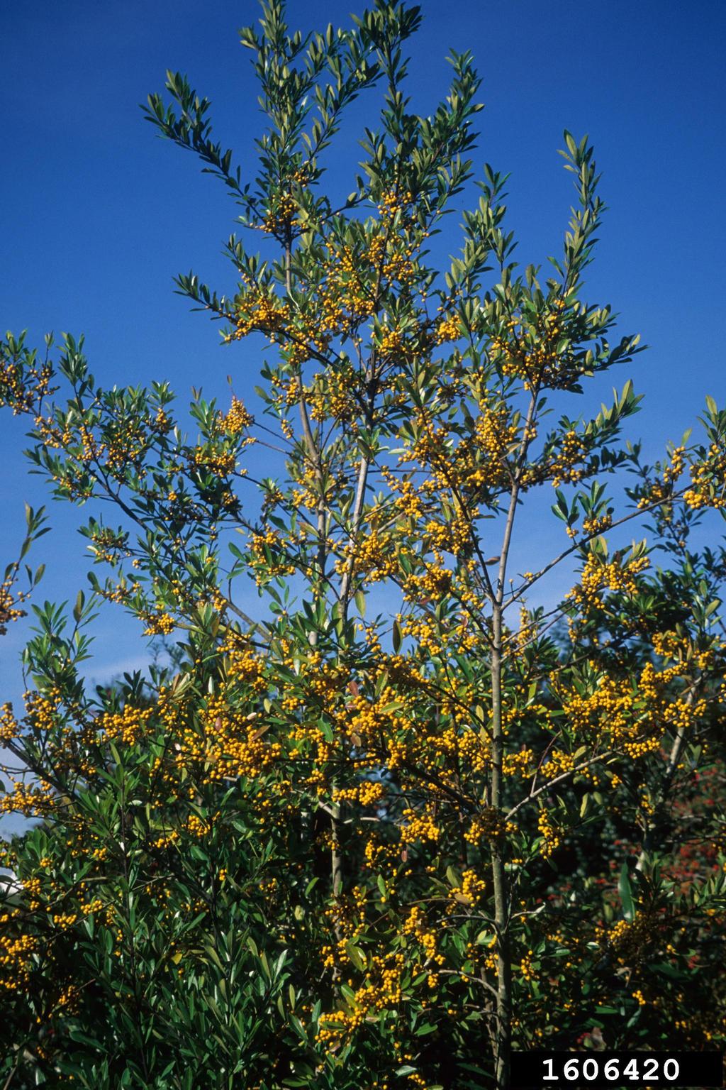 dahoon (Ilex cassine)