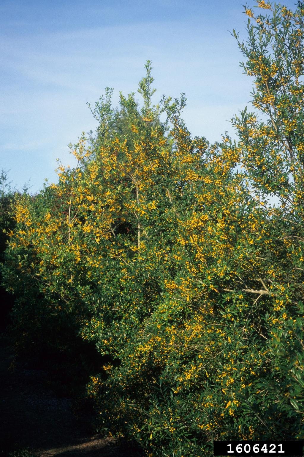 dahoon (Ilex cassine L.)