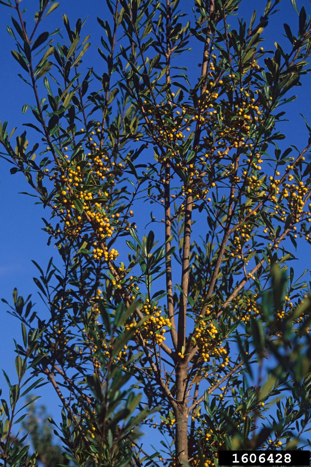 dahoon (Ilex cassine L.)