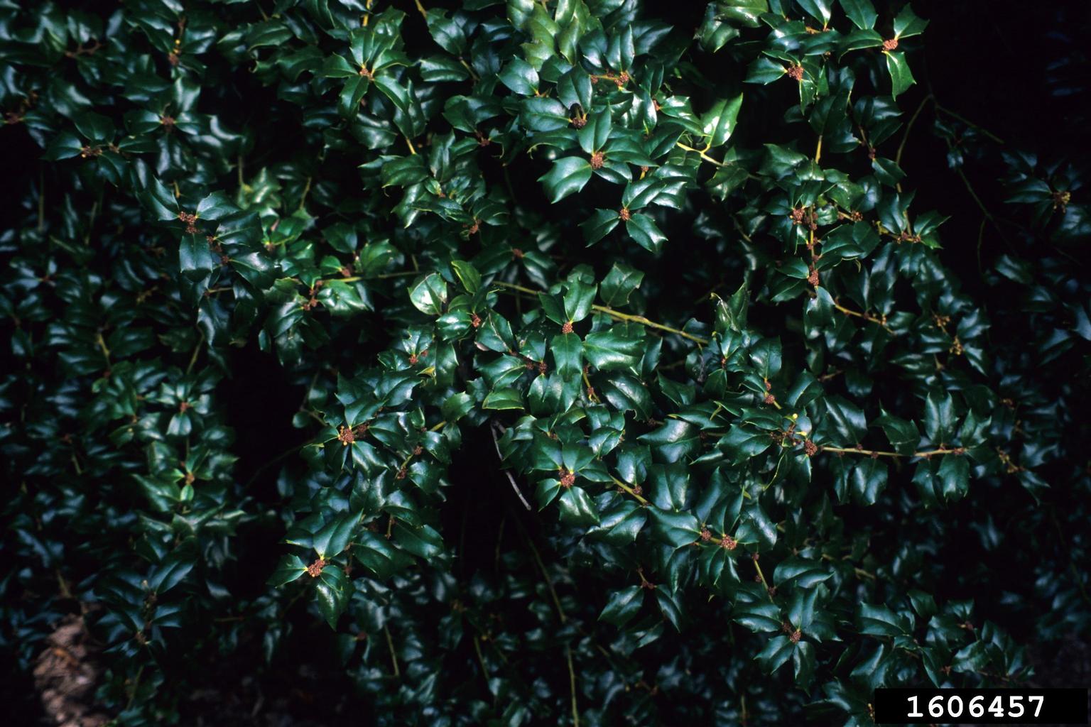 holly (Genus Ilex)