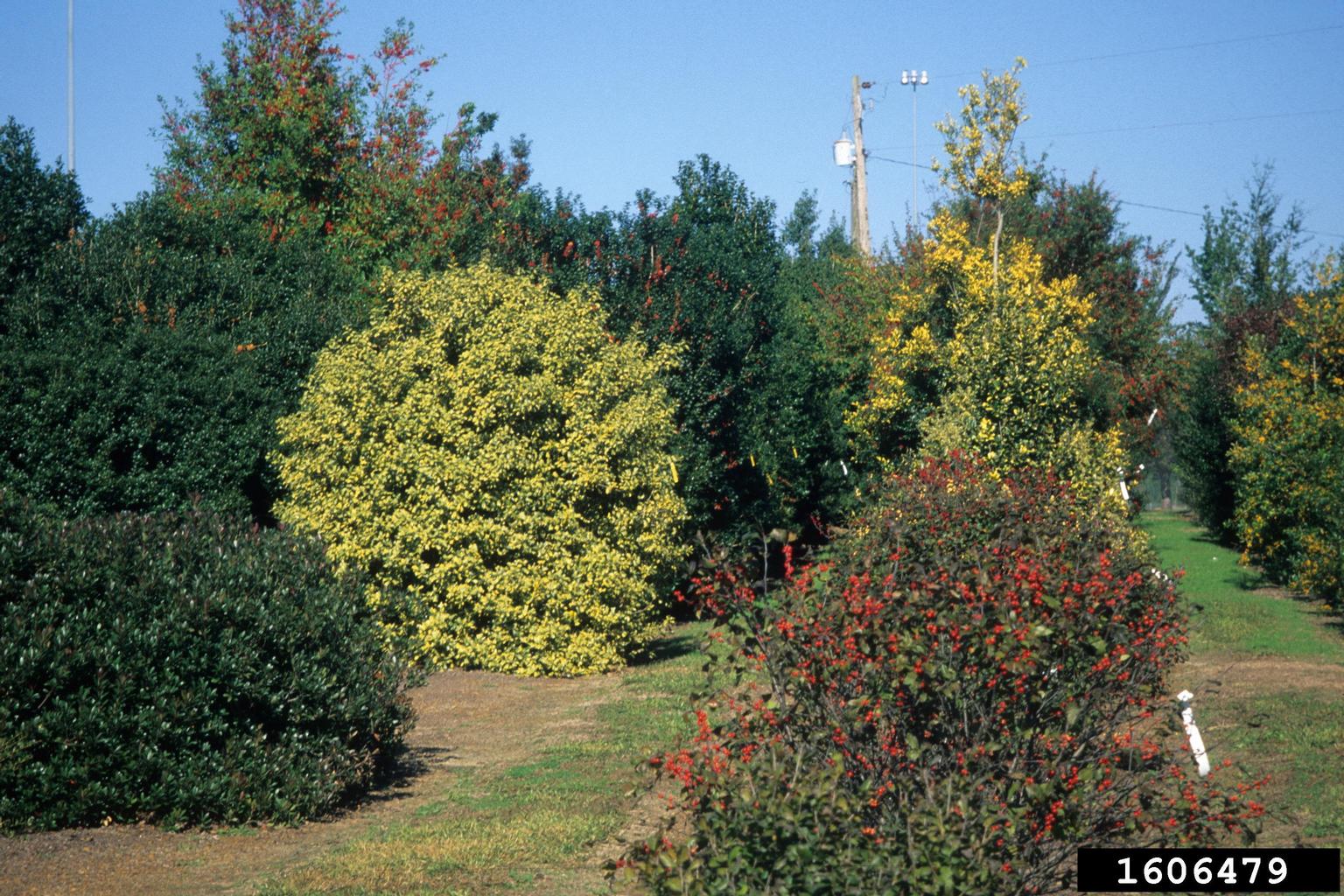holly (Genus Ilex L.)