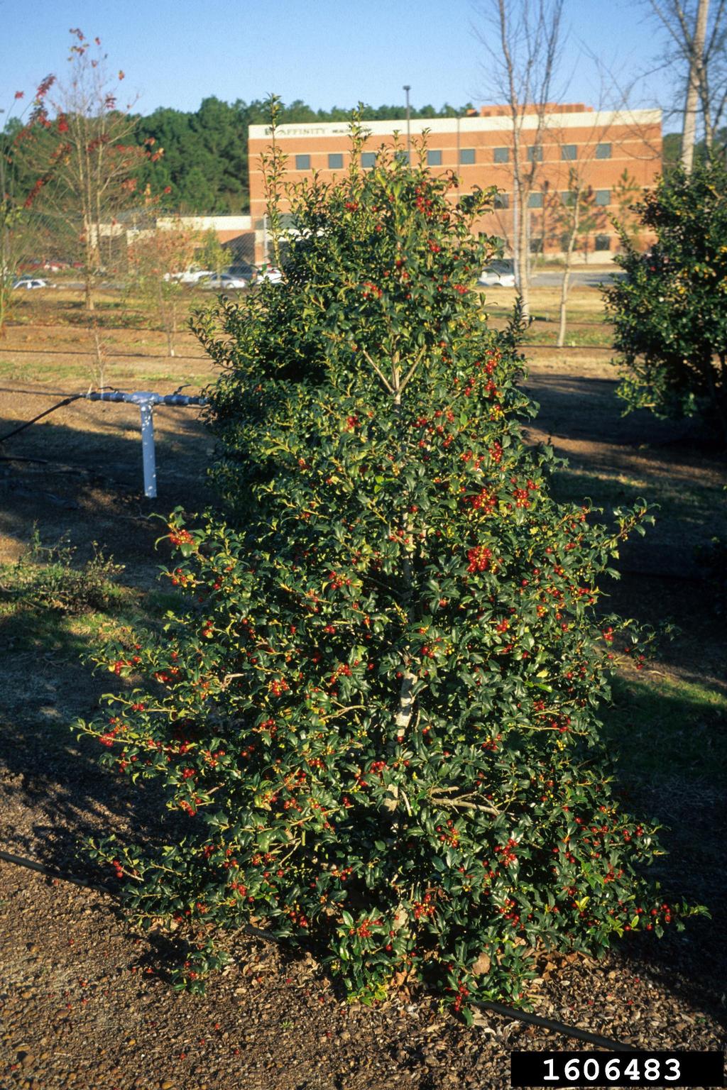 holly (Genus Ilex)