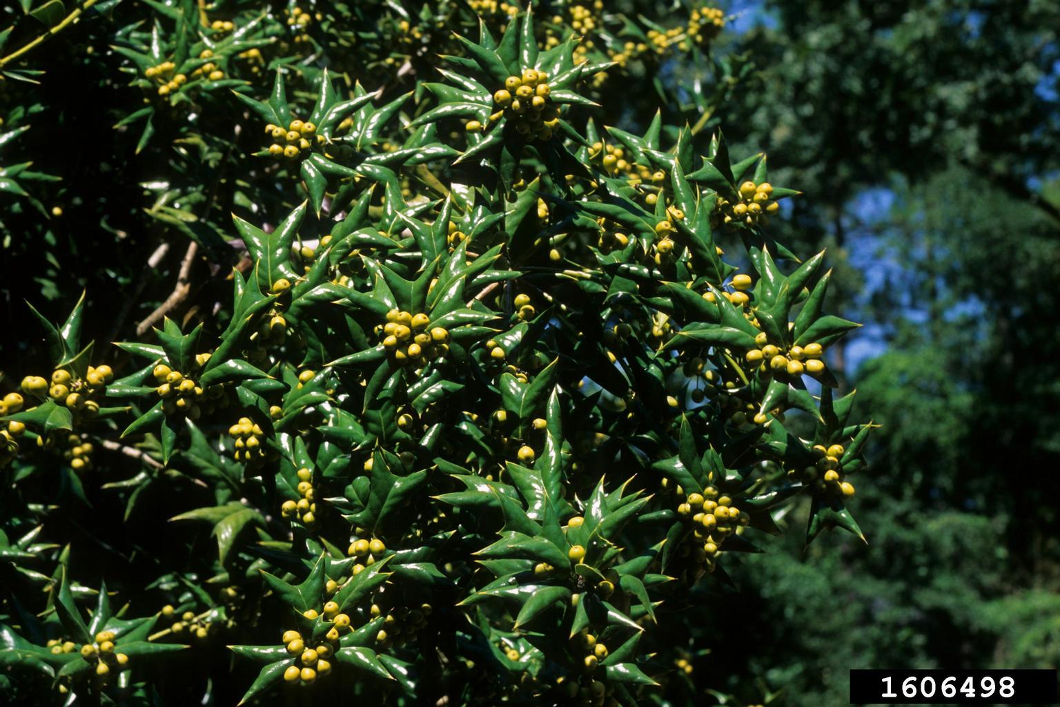 Chinese holly (Ilex cornuta Lindl. & Paxton)