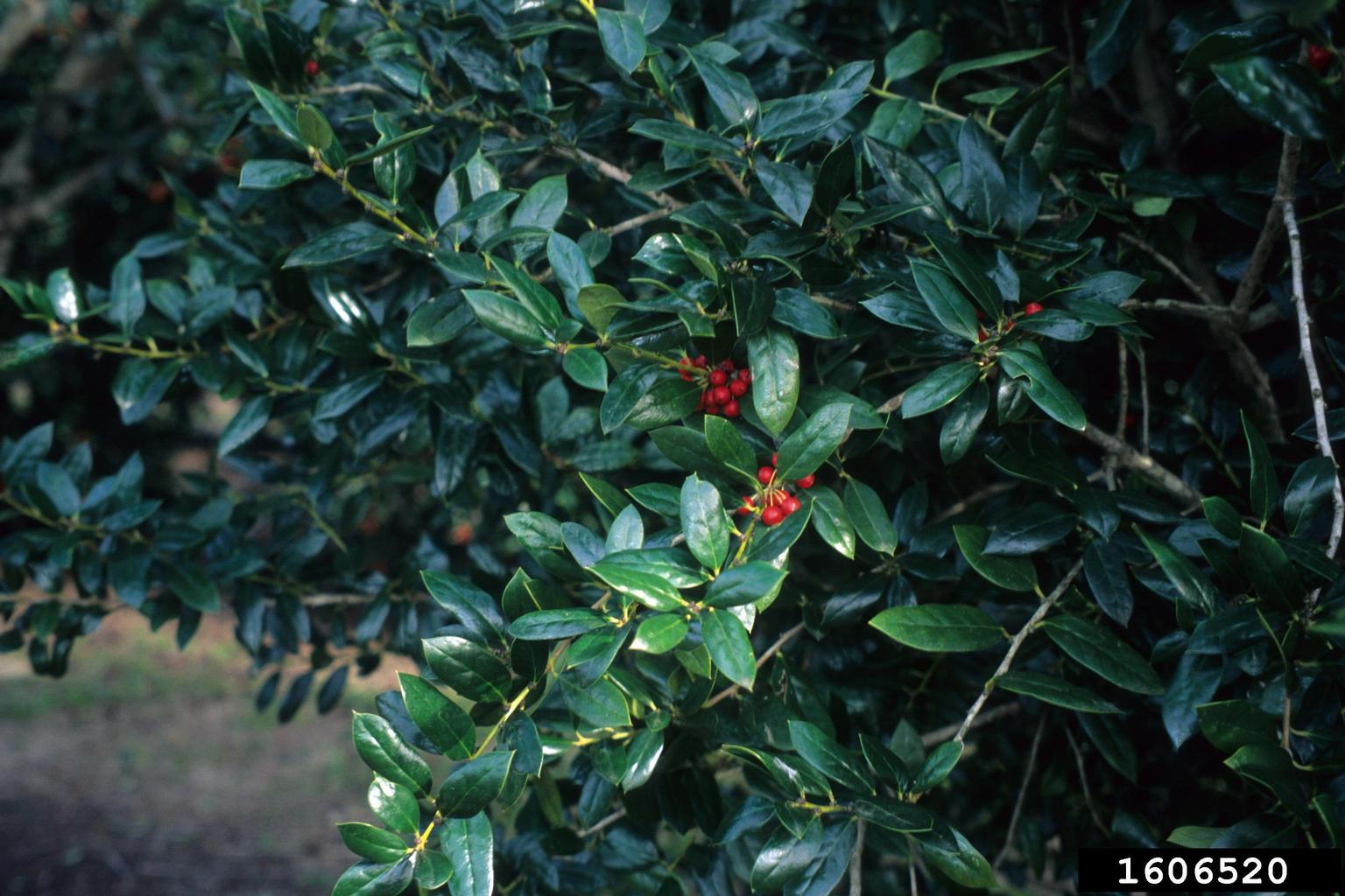 Chinese holly (Ilex cornuta Lindl. & Paxton)