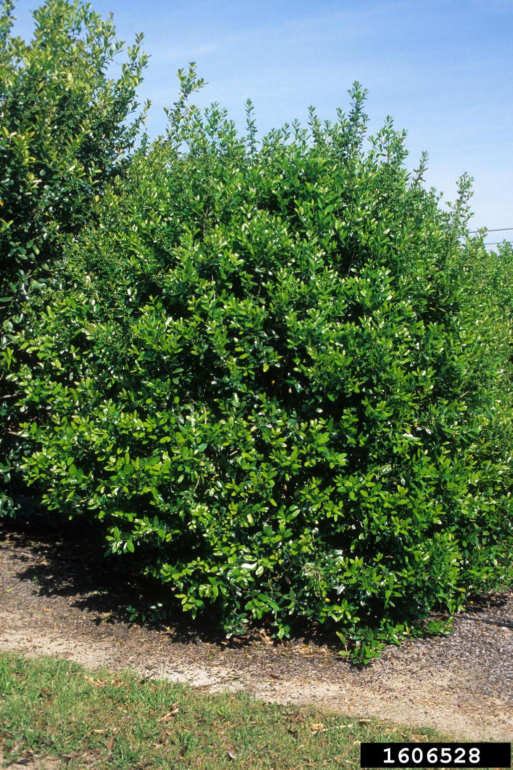Chinese holly (Ilex cornuta Lindl. & Paxton)
