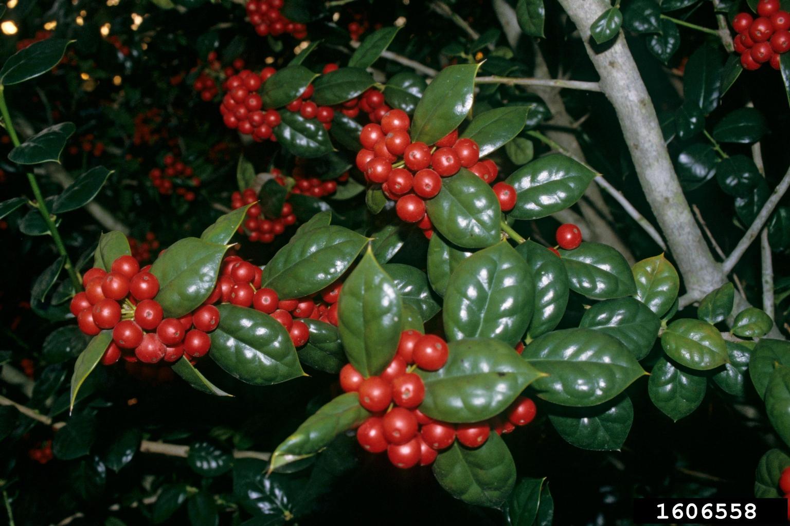 Chinese holly (Ilex cornuta Lindl. & Paxton)