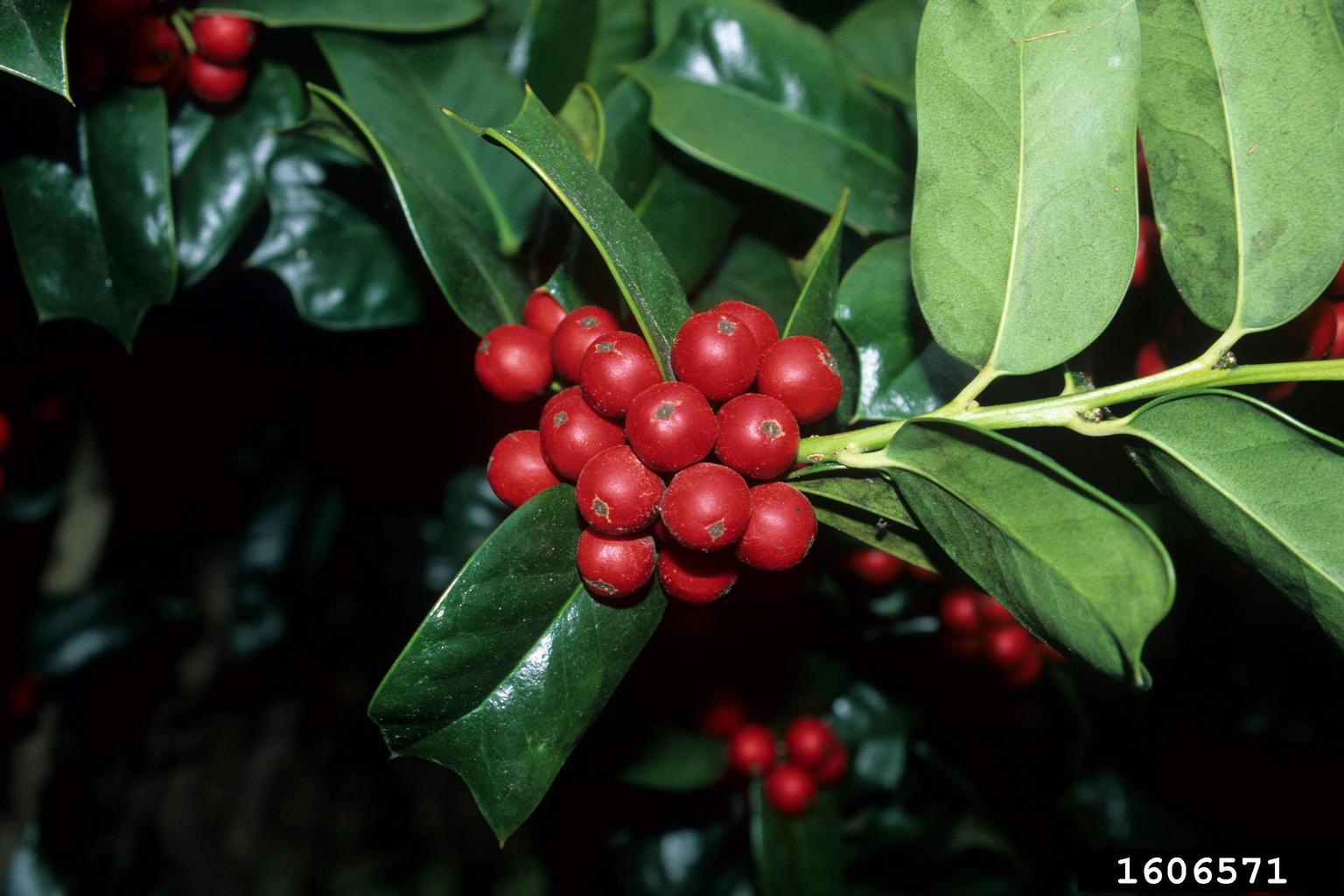 Chinese holly (Ilex cornuta)