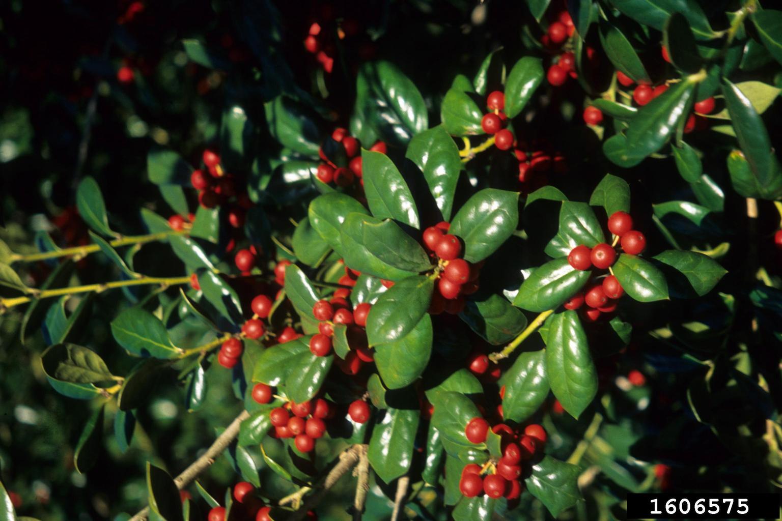Chinese holly (Ilex cornuta)