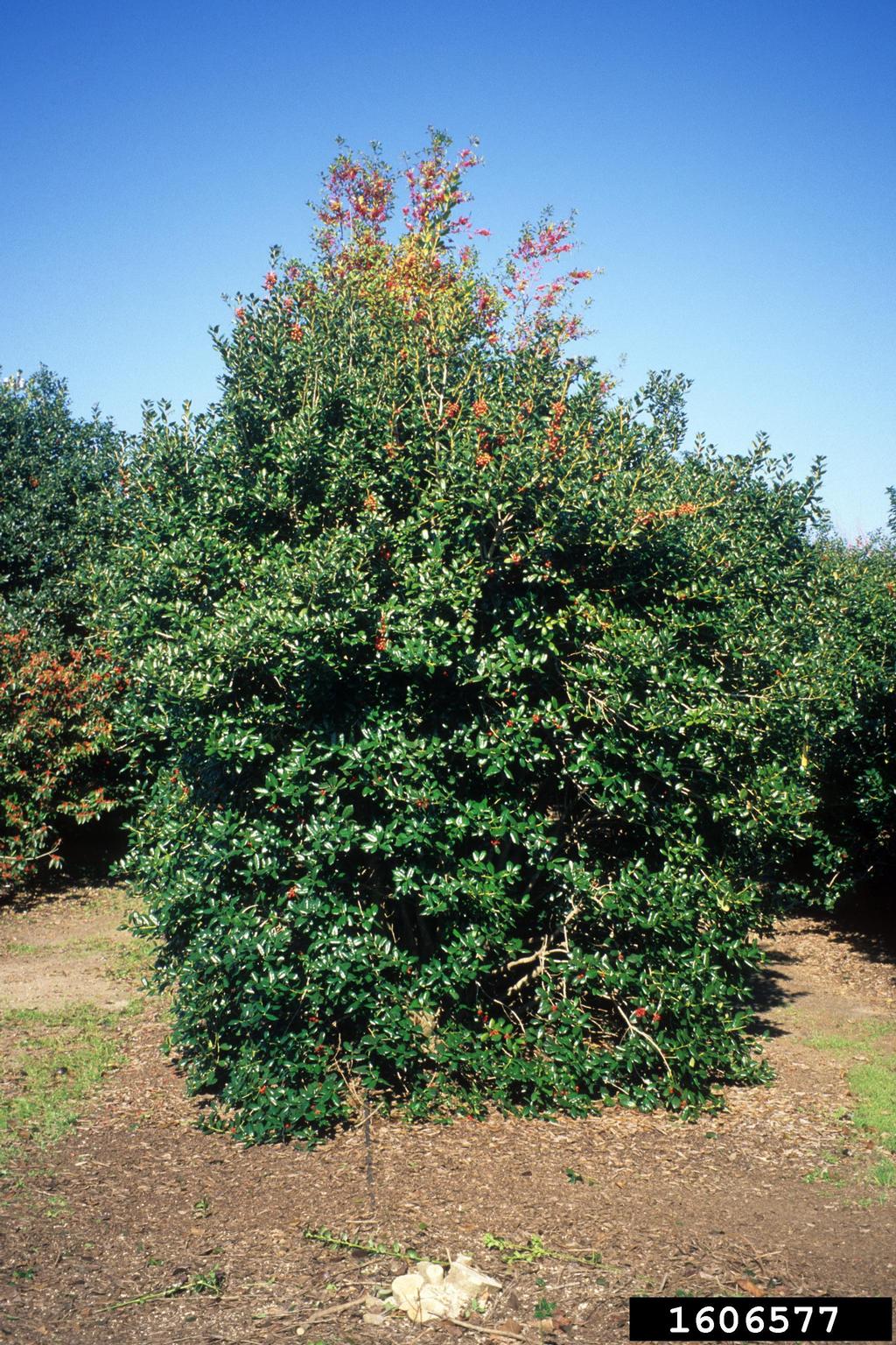 Chinese holly (Ilex cornuta)
