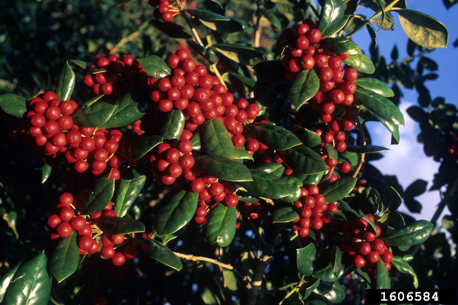 Chinese holly (Ilex cornuta)