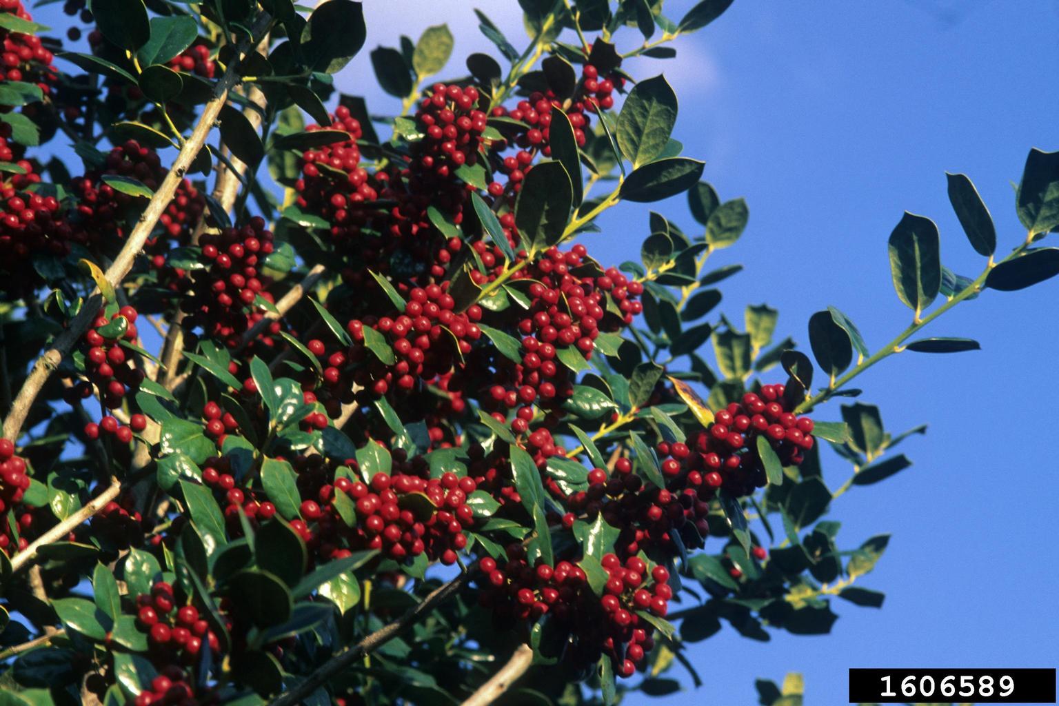 Chinese holly (Ilex cornuta Lindl. & Paxton)