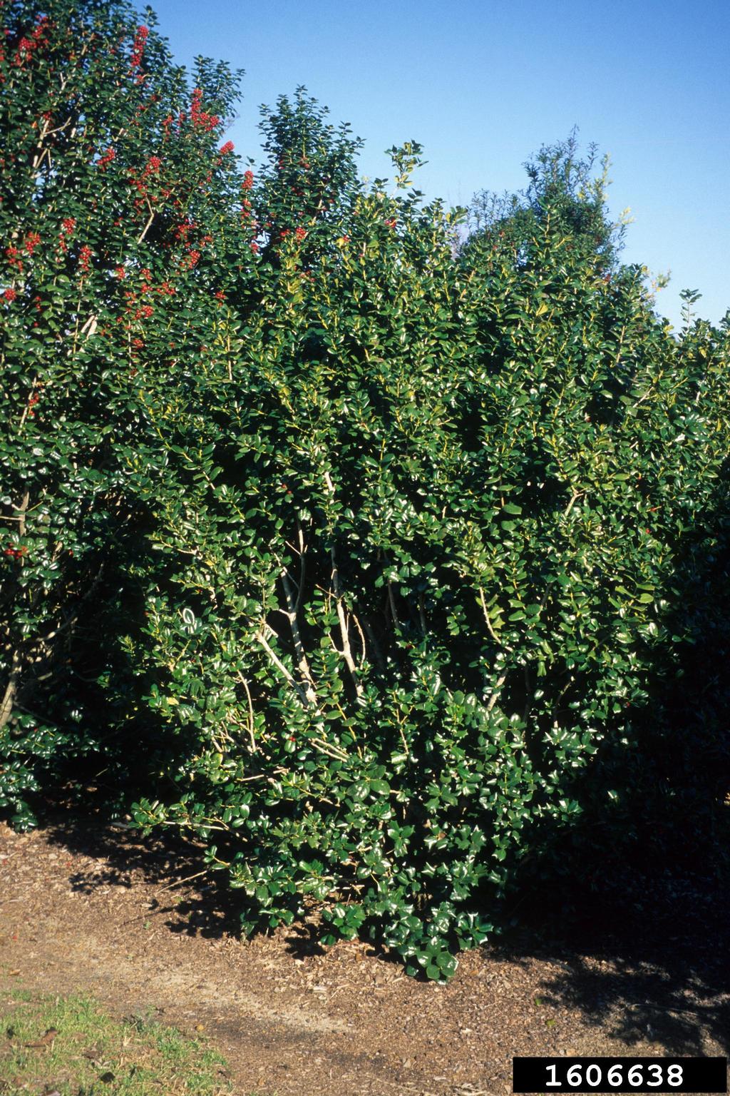Chinese holly (Ilex cornuta)