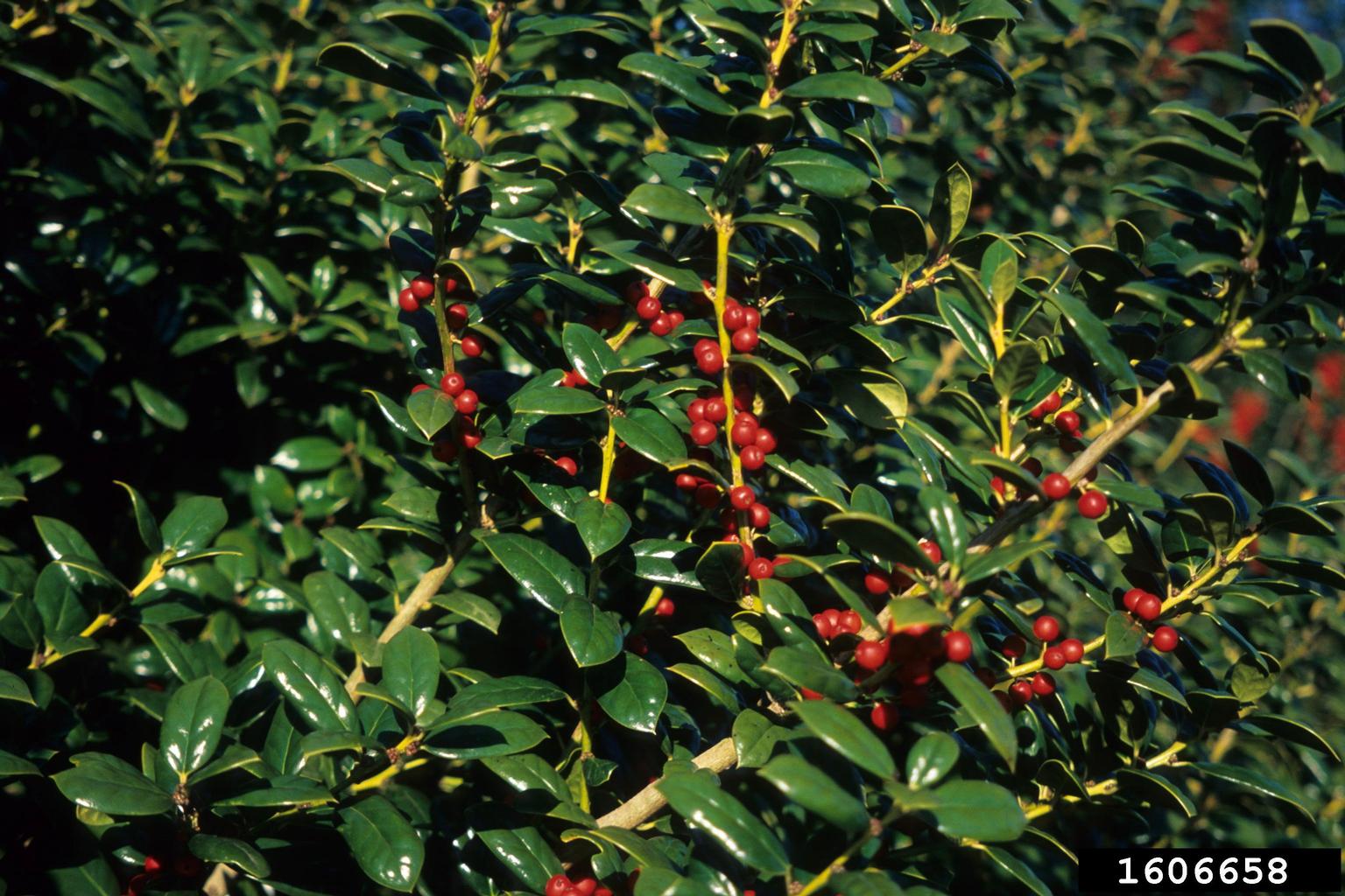 Chinese holly (Ilex cornuta)
