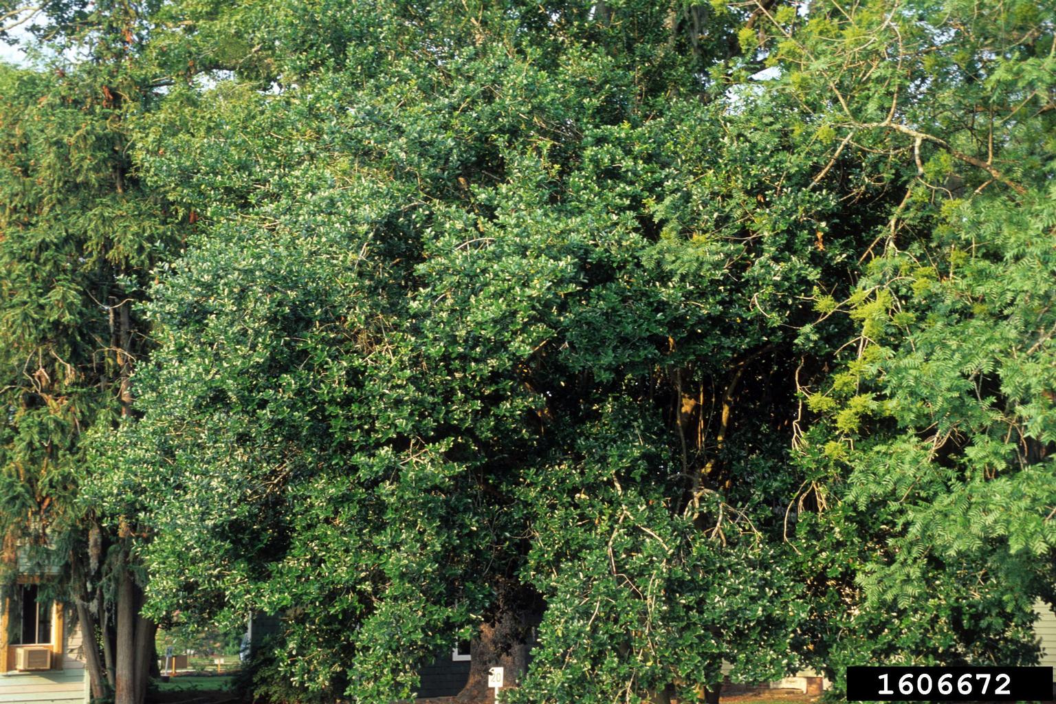 Chinese holly (Ilex cornuta)