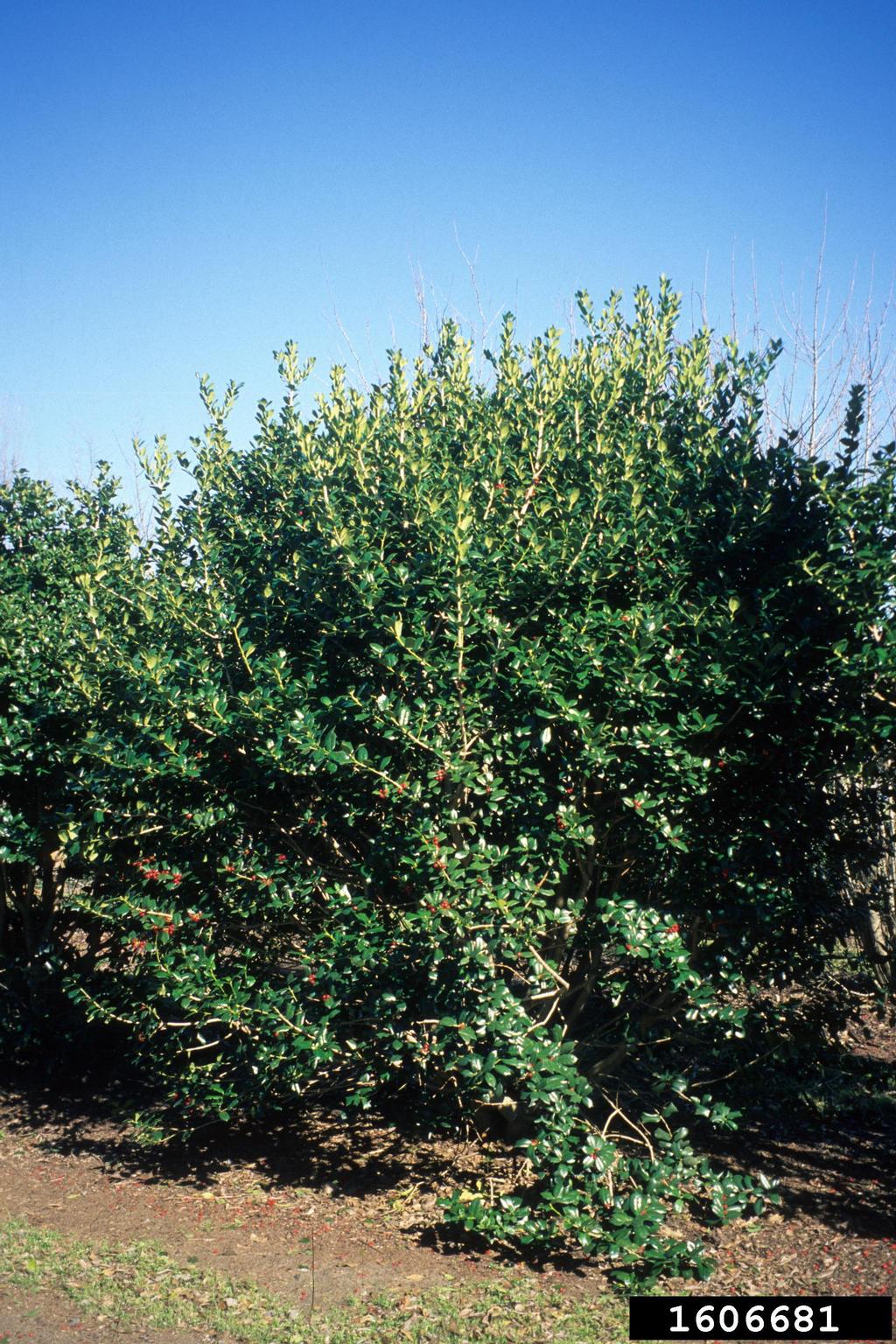 Chinese holly (Ilex cornuta)