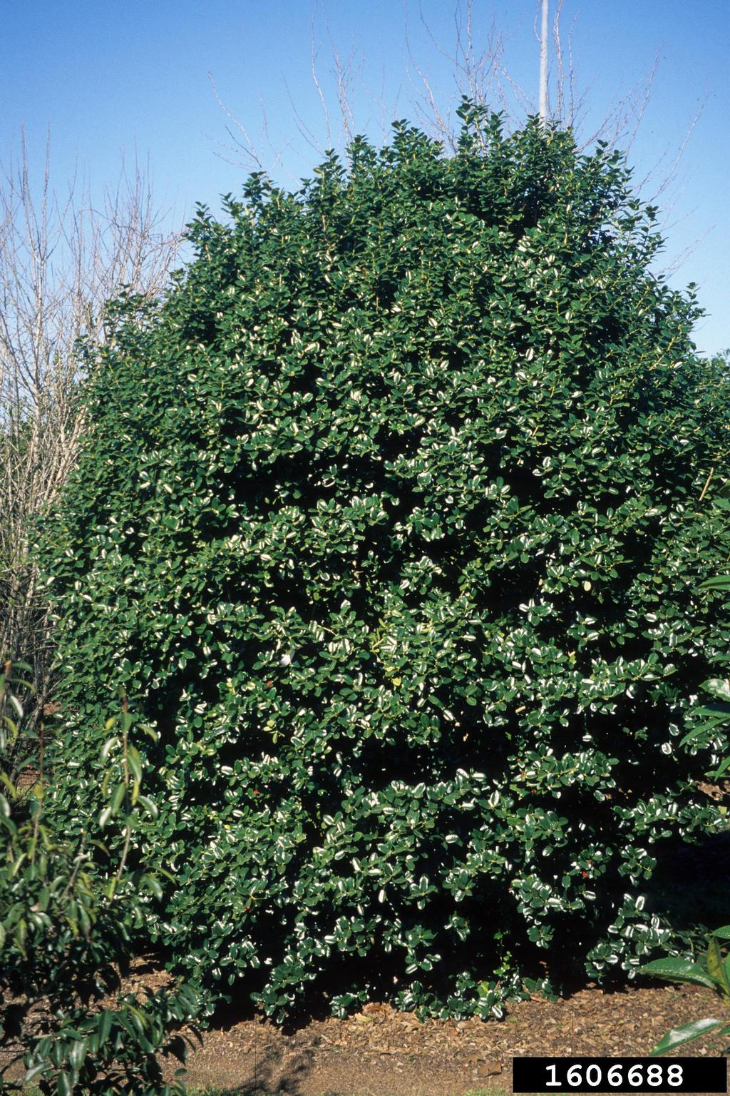 Chinese holly (Ilex cornuta)