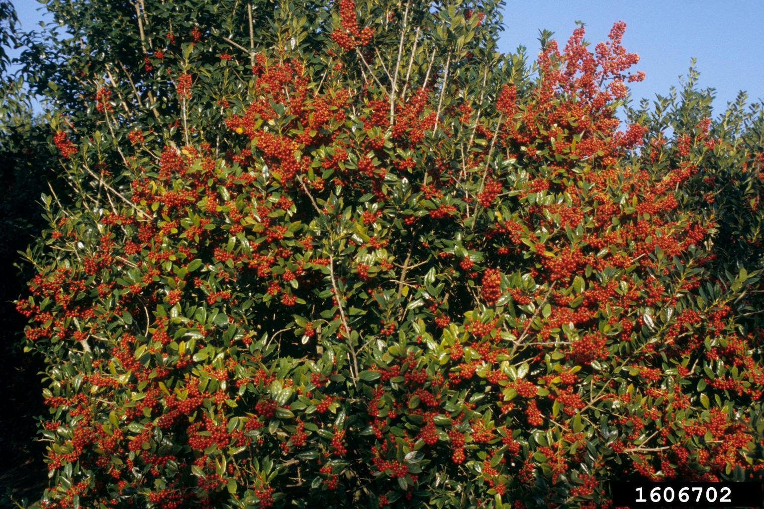 Chinese holly (Ilex cornuta)