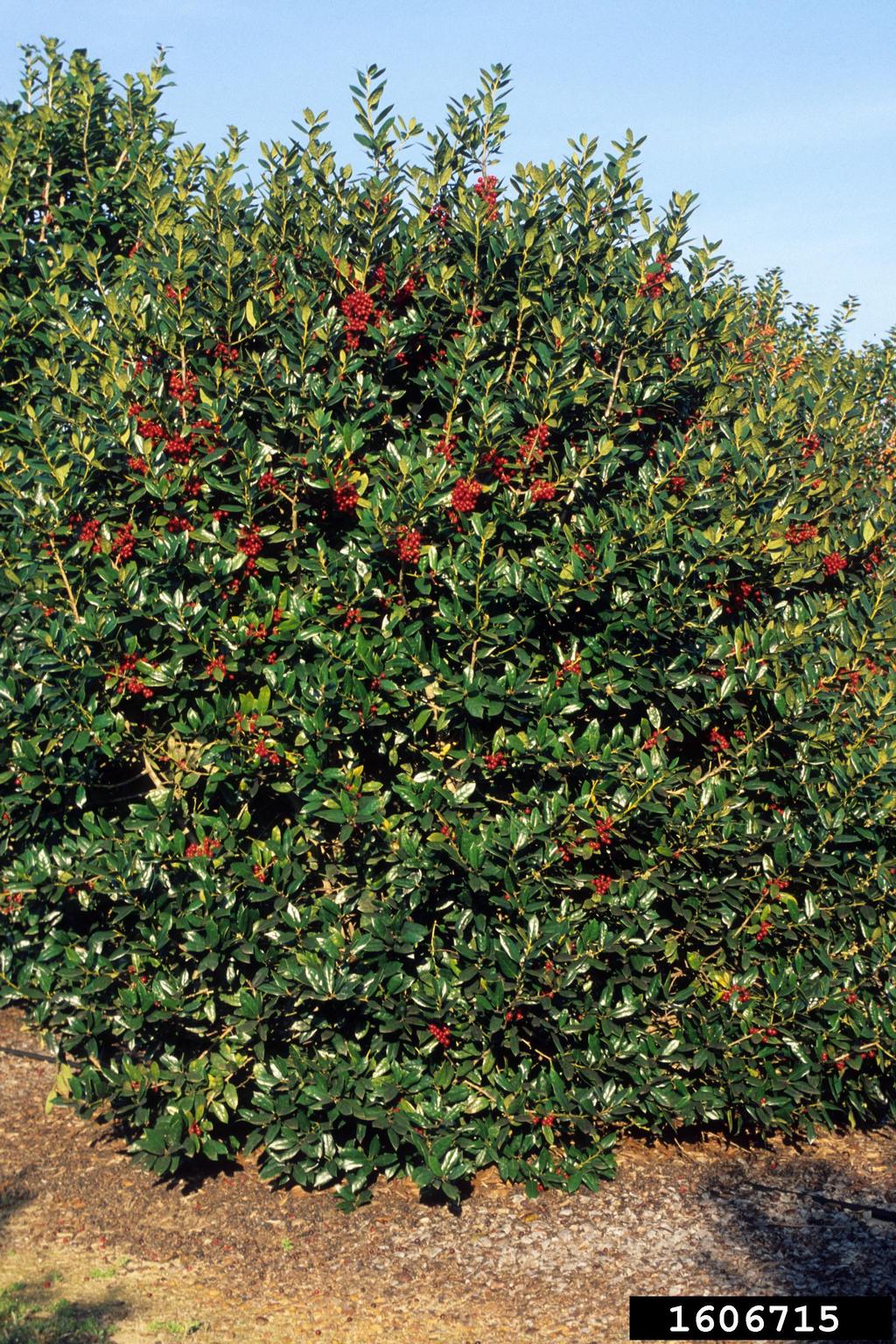 Chinese holly (Ilex cornuta Lindl. & Paxton)