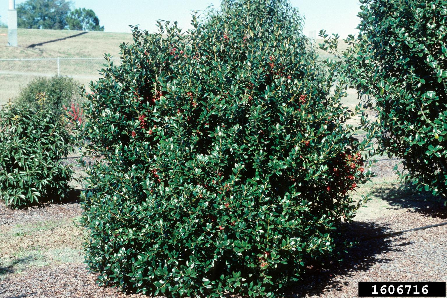Chinese holly (Ilex cornuta)