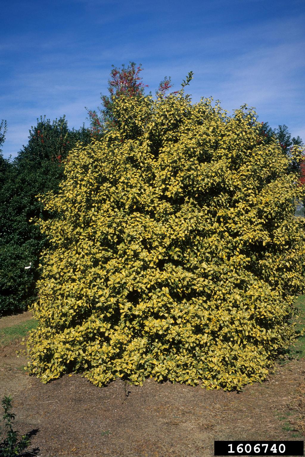 Chinese holly (Ilex cornuta)