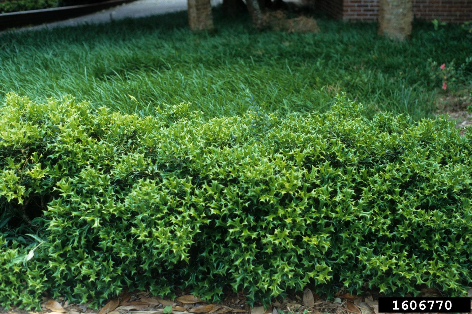 Chinese holly (Ilex cornuta Lindl. & Paxton)
