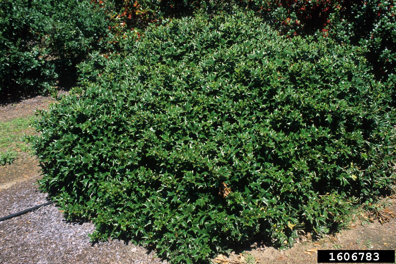 Chinese holly (Ilex cornuta Lindl. & Paxton)