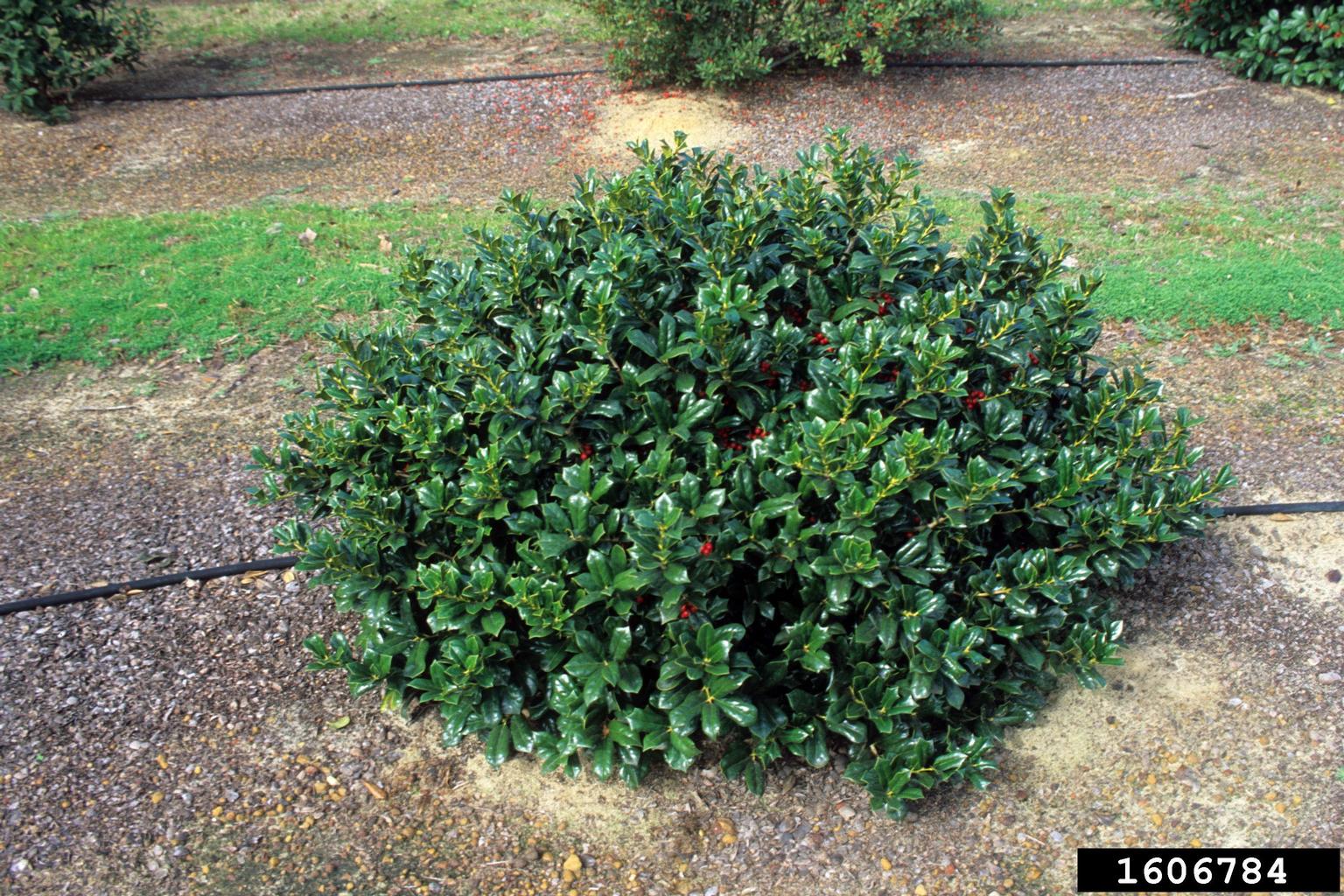 Chinese holly (Ilex cornuta Lindl. & Paxton)