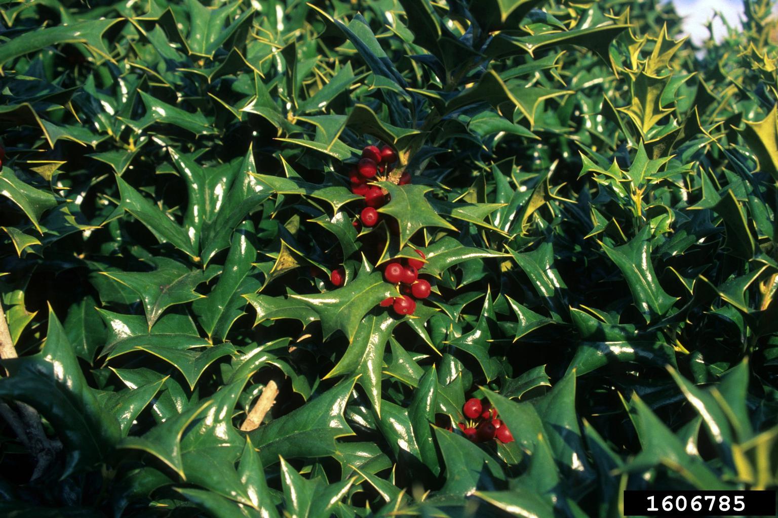 Chinese holly (Ilex cornuta Lindl. & Paxton)